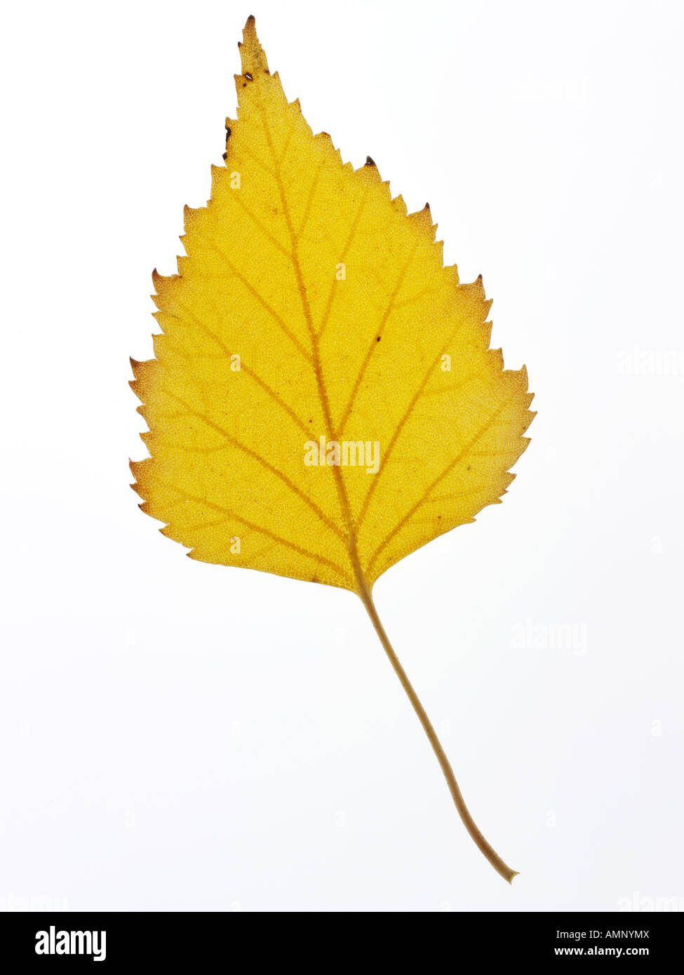 Autumn leaf. Single fall leaf against white. Natural colors and ...