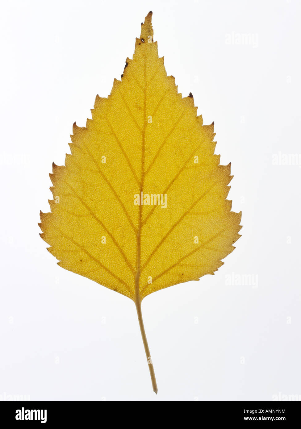 Autumn leaf. Single fall leaf against white. Natural colors and ...