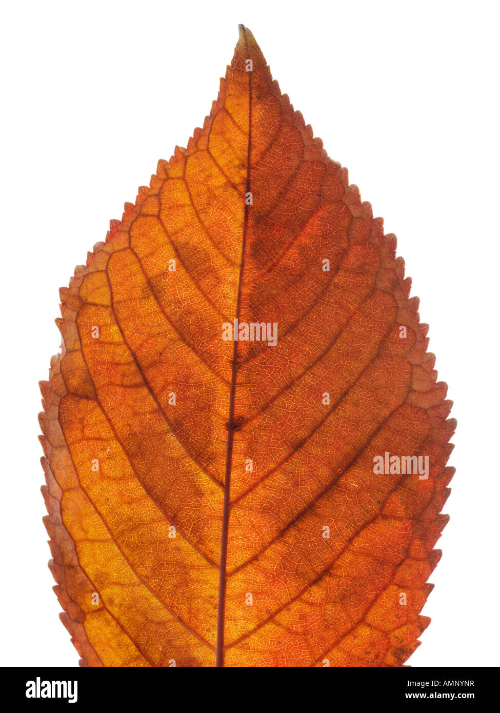 Autumn leaf. Single fall leaf against white. Natural colors and ...