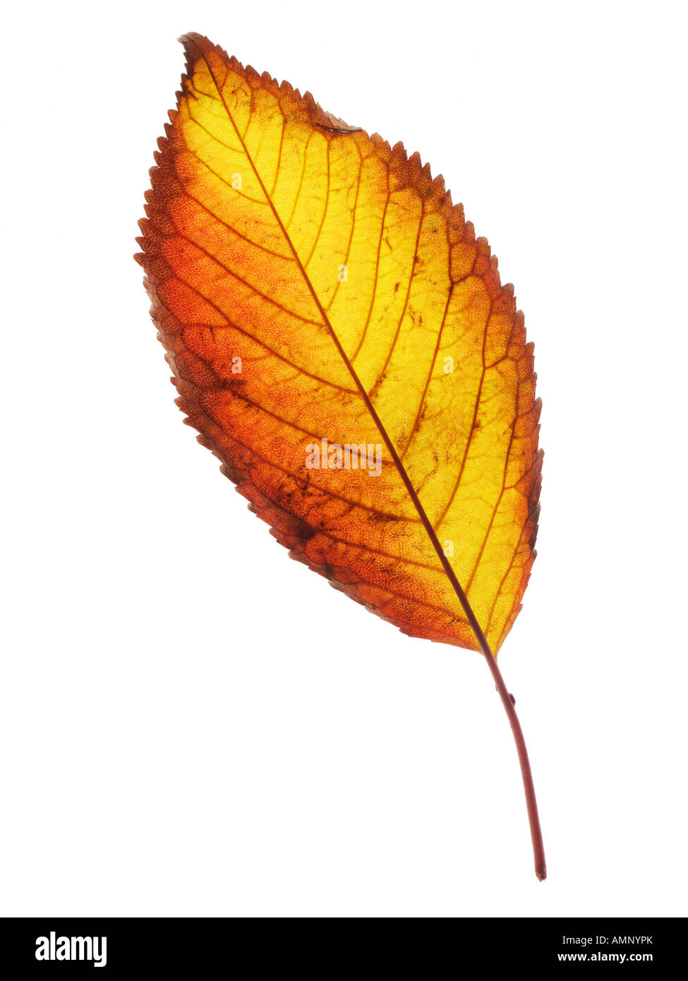 Single Fall Leaves