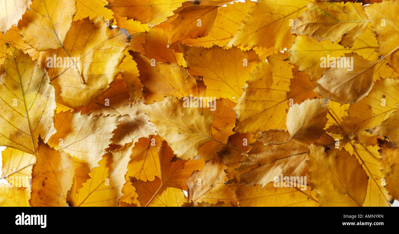 Leaf. Autumn, fall leaves. Natural colors and textures Stock Photo - Alamy
