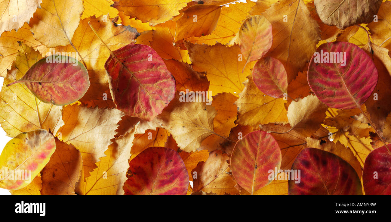 Leaf. Autumn, fall leaves. Natural colors and textures Stock Photo - Alamy