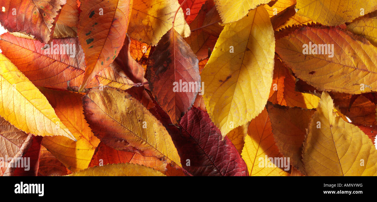 Leaf. Autumn, fall leaves. Natural colors and textures Stock Photo - Alamy