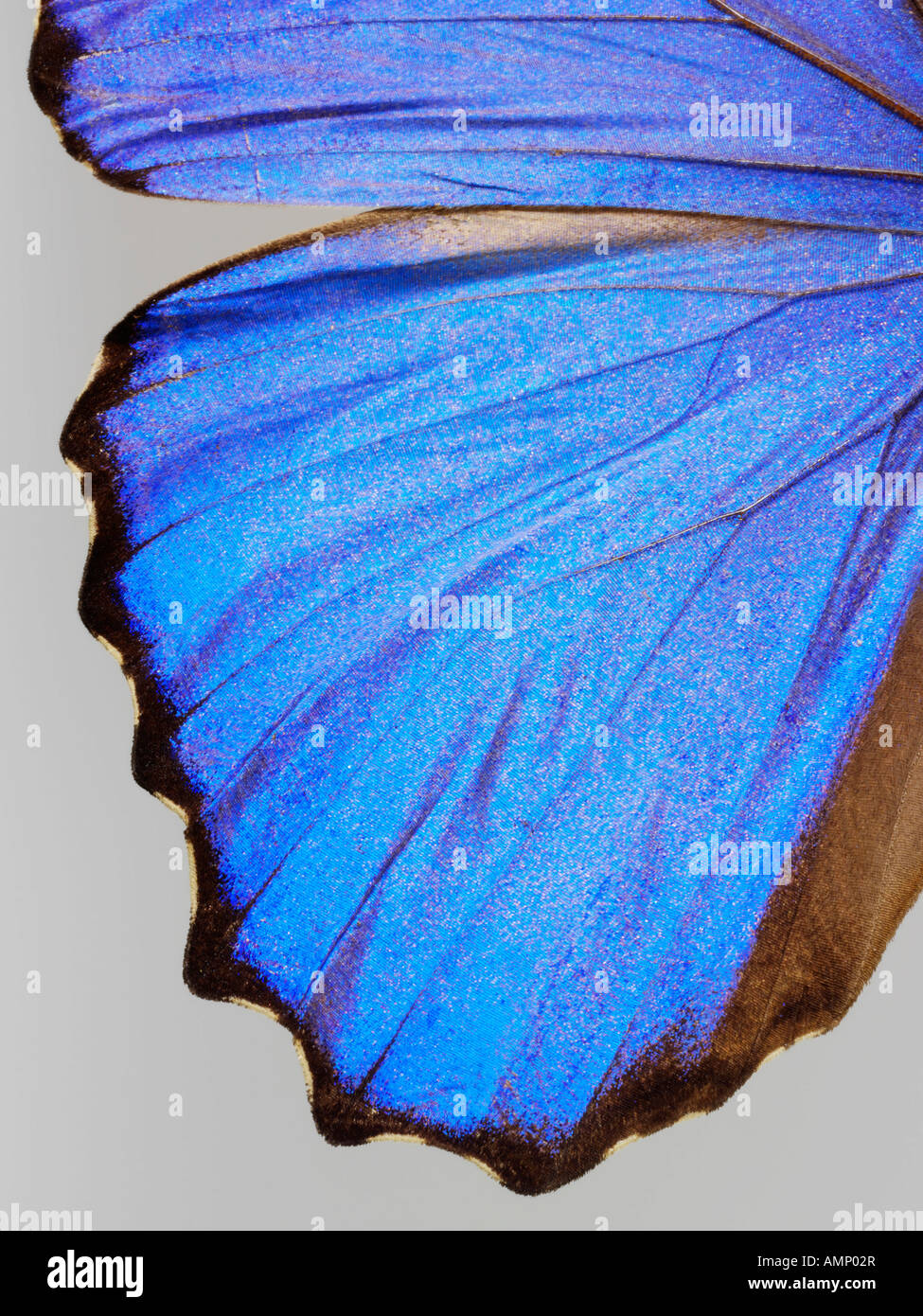 top shot plan extreme close up view of a Menelaus blue morpho (Morpho ...