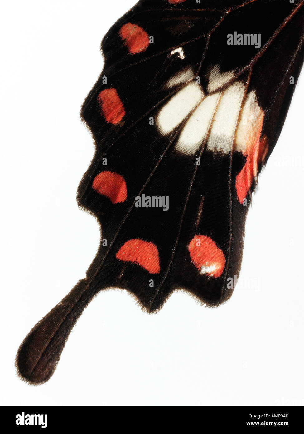 top shot plan view of a swallowtail butterfly, opened winged, against a ...