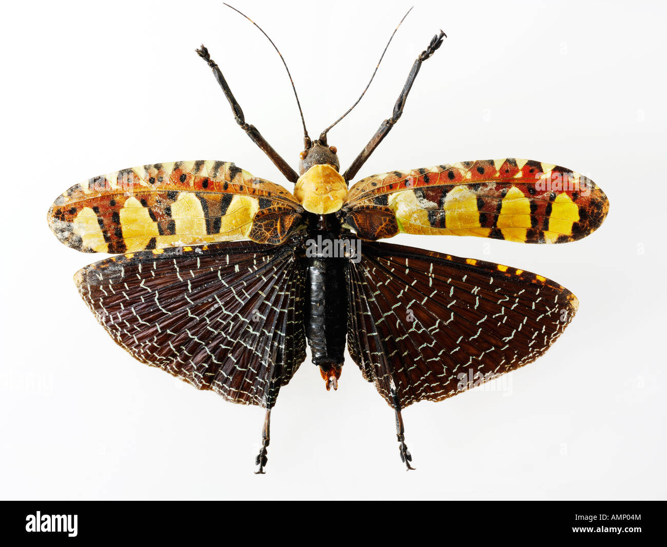 Tropical insect with wings open Stock Photo - Alamy
