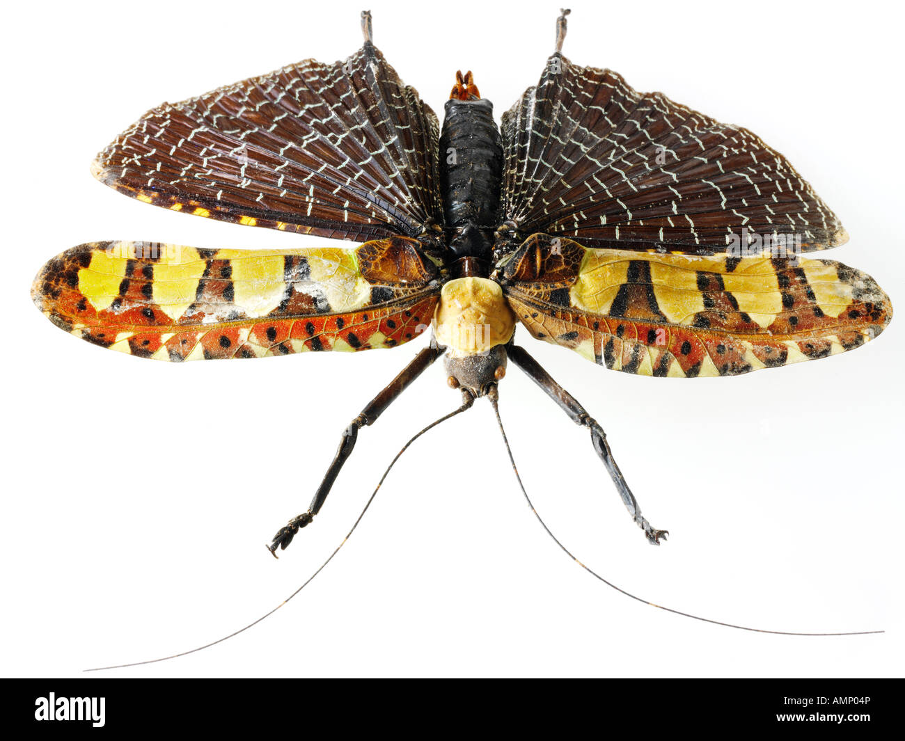 Tropical insect with wings open Stock Photo - Alamy