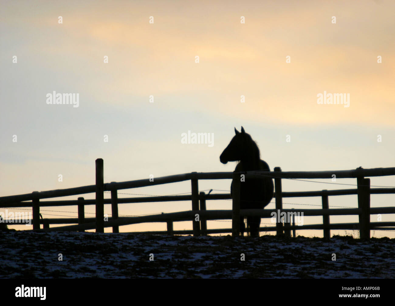 Lone horse at sunrise Stock Photo - Alamy