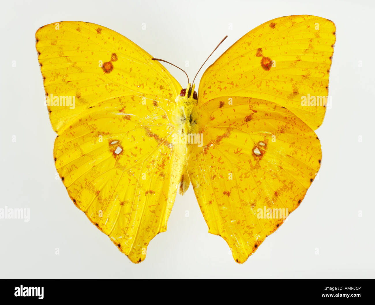 Four winged insects hi-res stock photography and images - Alamy