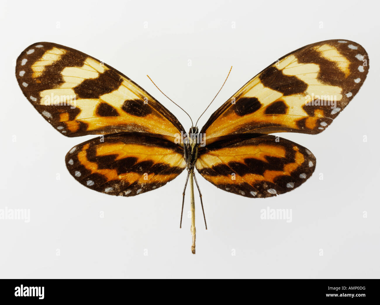 Winged insects hi-res stock photography and images - Alamy