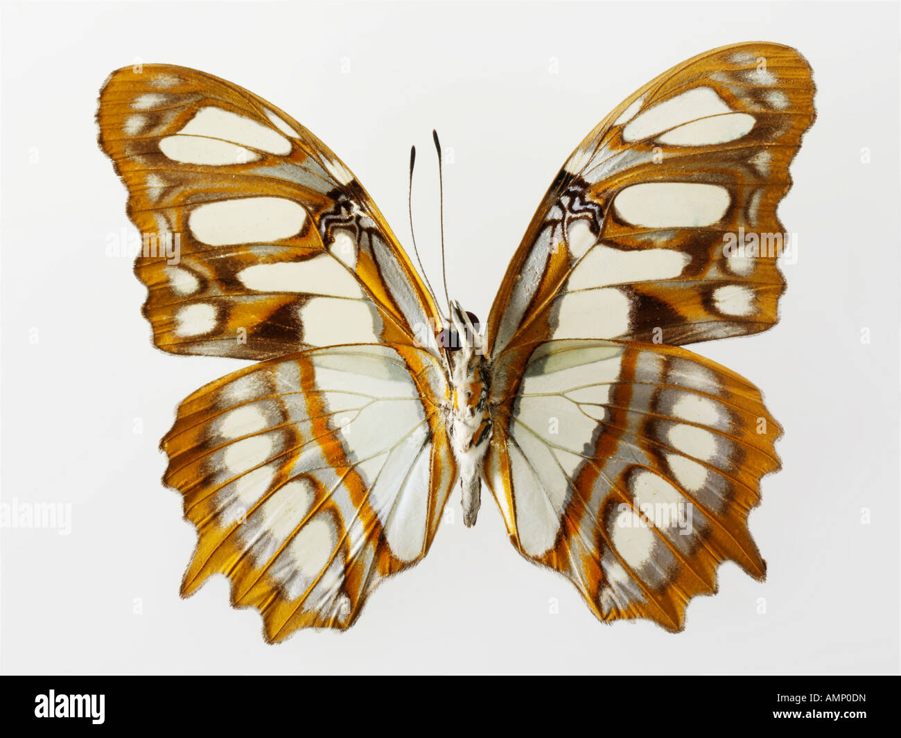 top shot plan view of a swallowtail butterfly, opened winged, against a ...