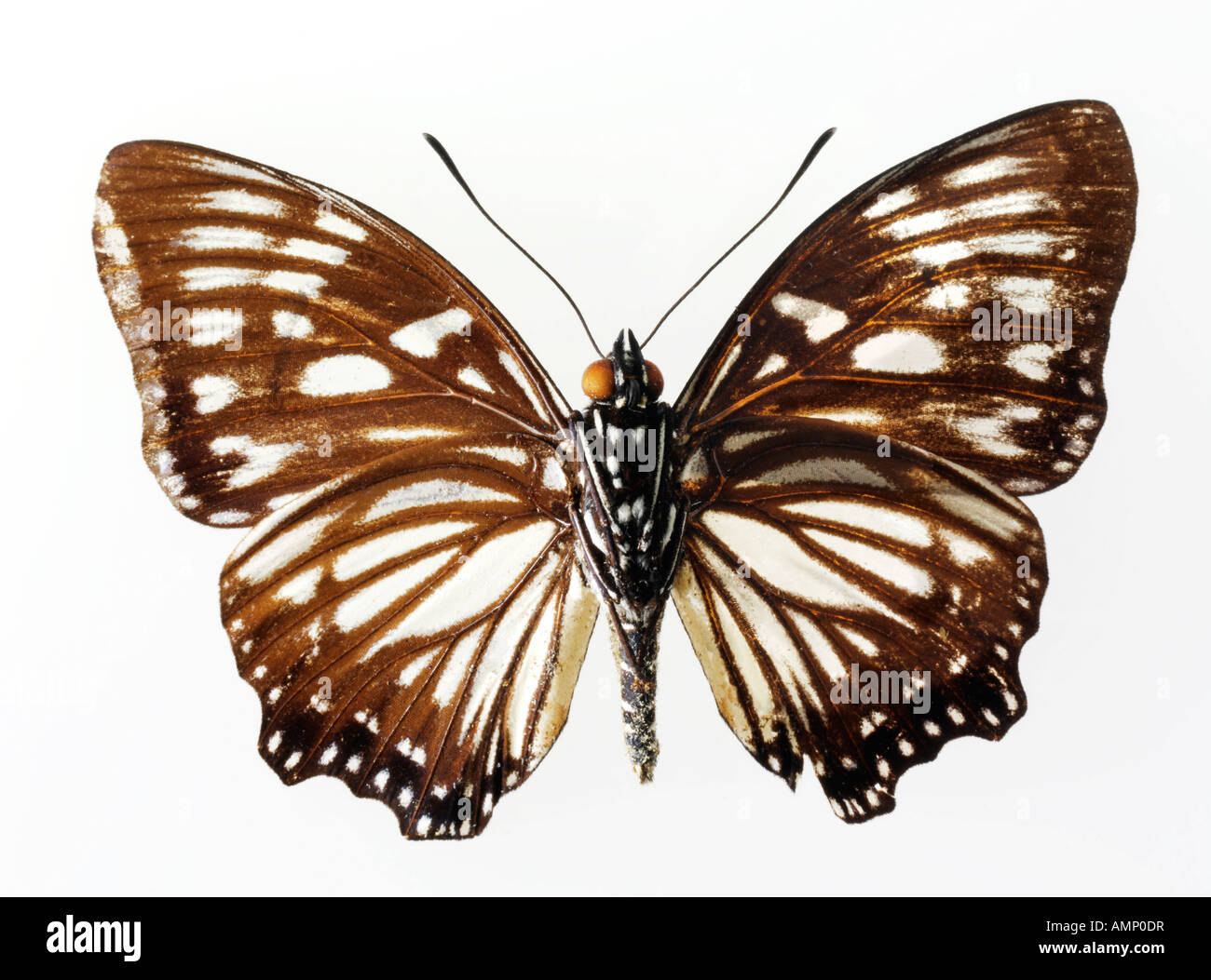 top shot plan view of a swallowtail butterfly, opened winged, against a ...