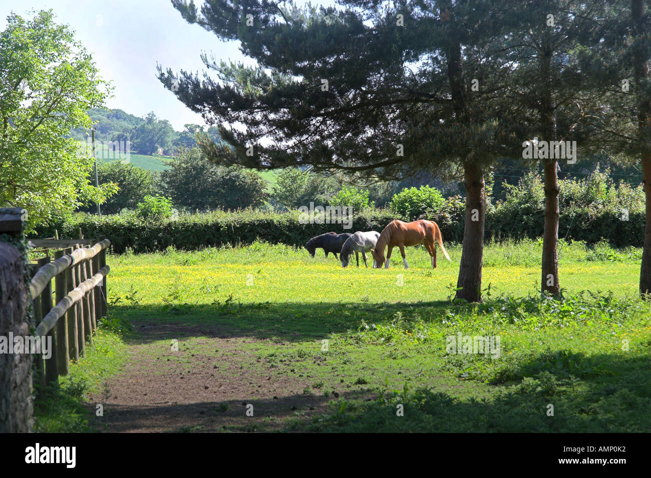 Horses in Paddock Animals Environment Wales Stock Photo - Alamy