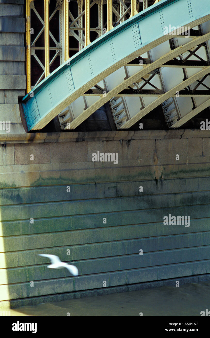 Gull flying under a bridge Stock Photo - Alamy