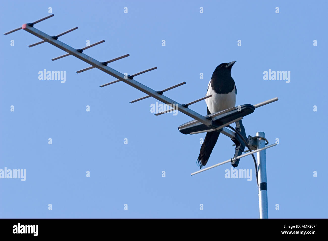 Magpie tv aerial hi-res stock photography and images - Alamy