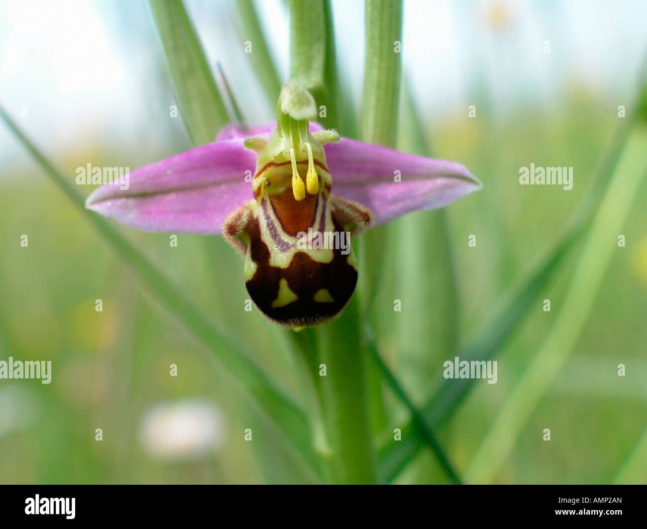 Ophrys abeille Ophrys apifera Flower of Bee Orchid Biogeographic area ...