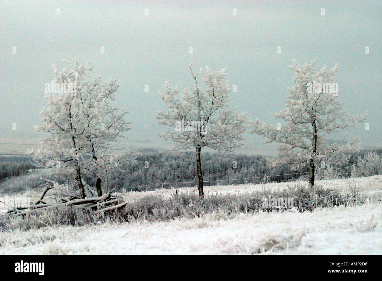 Trees on a cold winter morning Stock Photo - Alamy