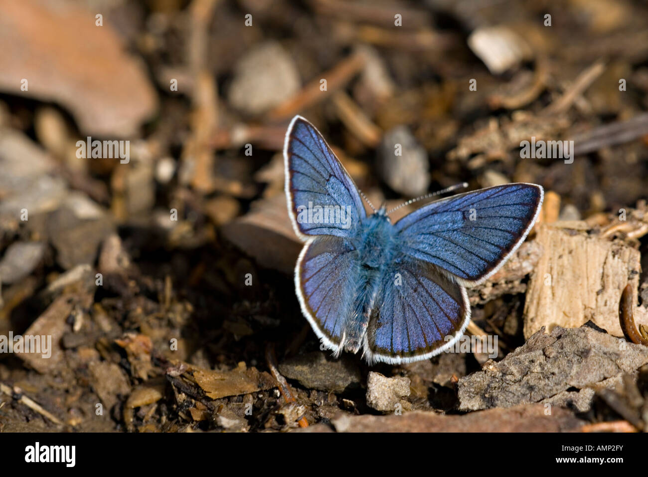 Mazarine Blue - Cyaniris semiargus Stock Photo - Alamy