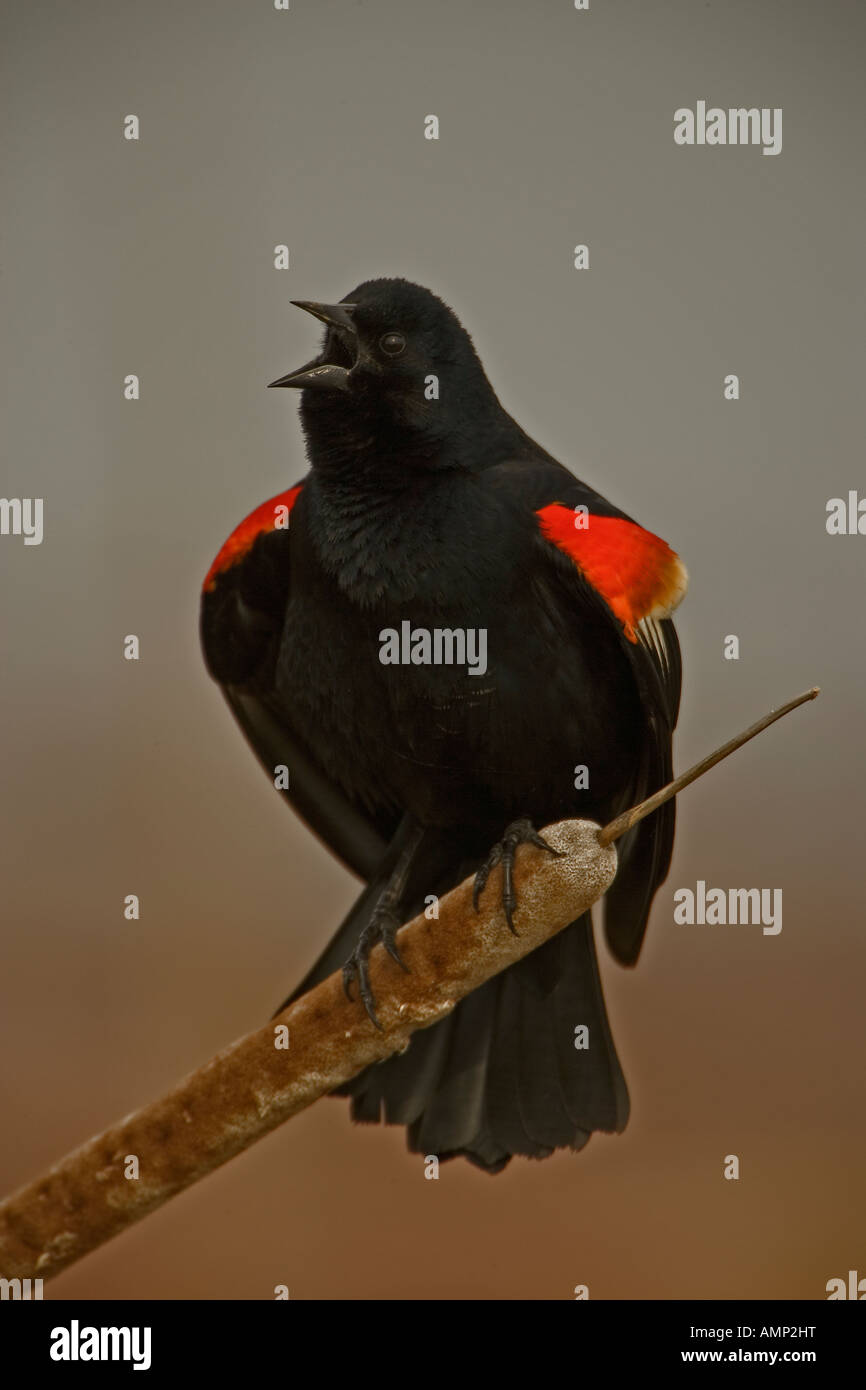 Shoulder winged hi-res stock photography and images - Alamy