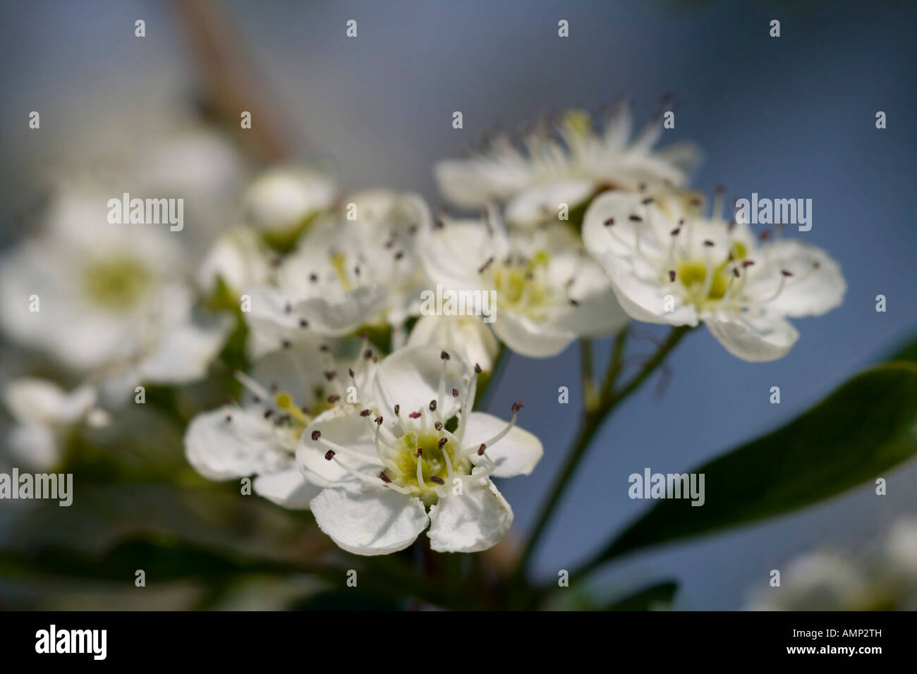 Whitethorn leaf hi-res stock photography and images - Alamy