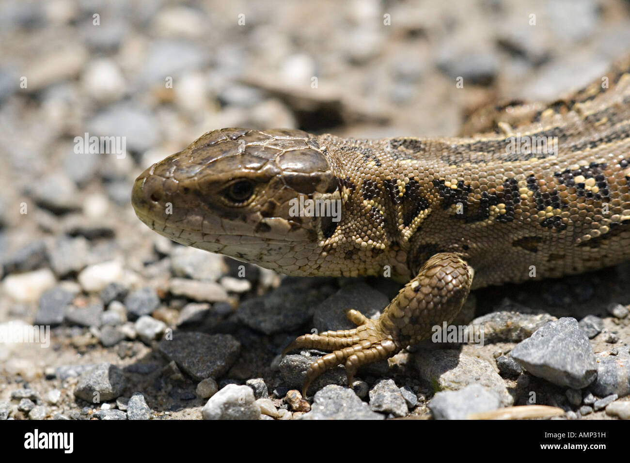 Shed sand lizard hi-res stock photography and images - Alamy
