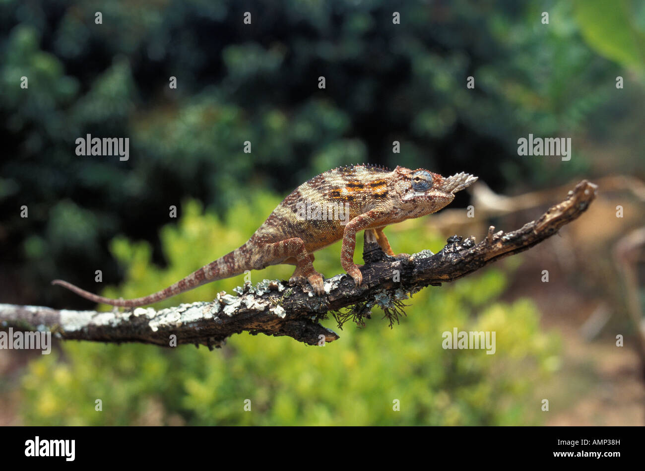 CHAMELEON MADAGASCAR Chamaeleon Chamaeleons Nature Sauria animal ...