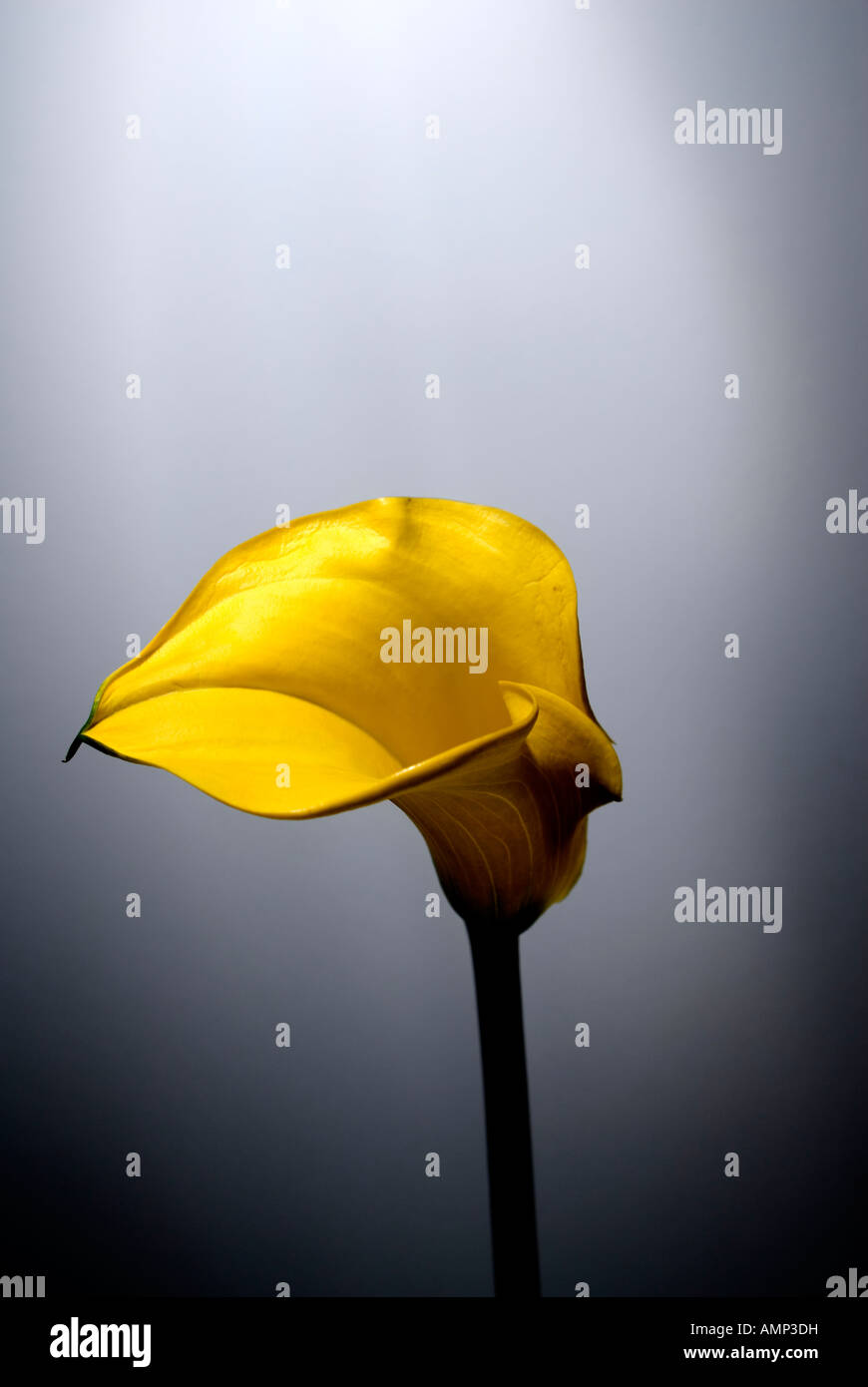 Single Calla Lily against monochrome background Stock Photo - Alamy