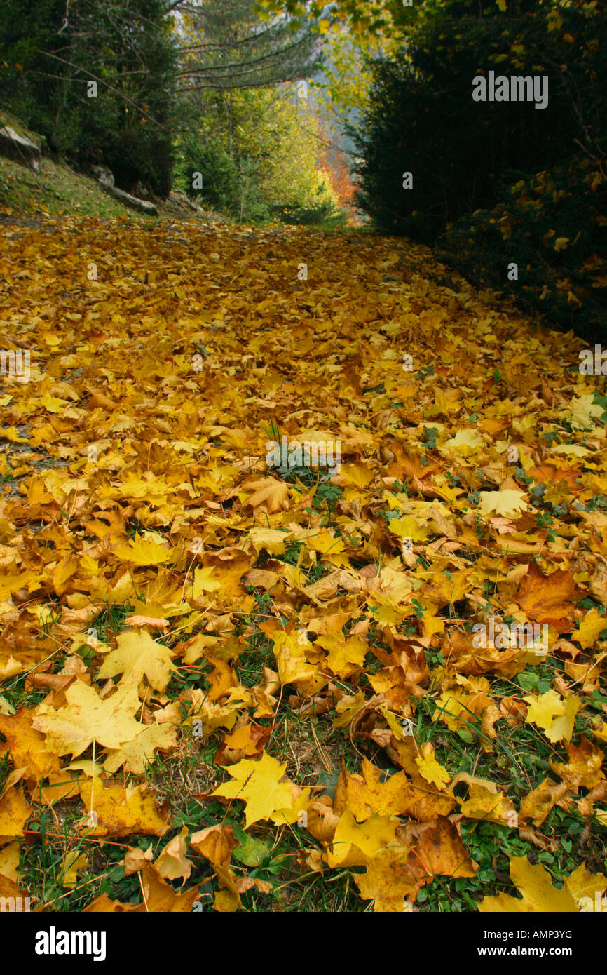 Sycamore maples acer pseudoplatanus hi-res stock photography and images ...