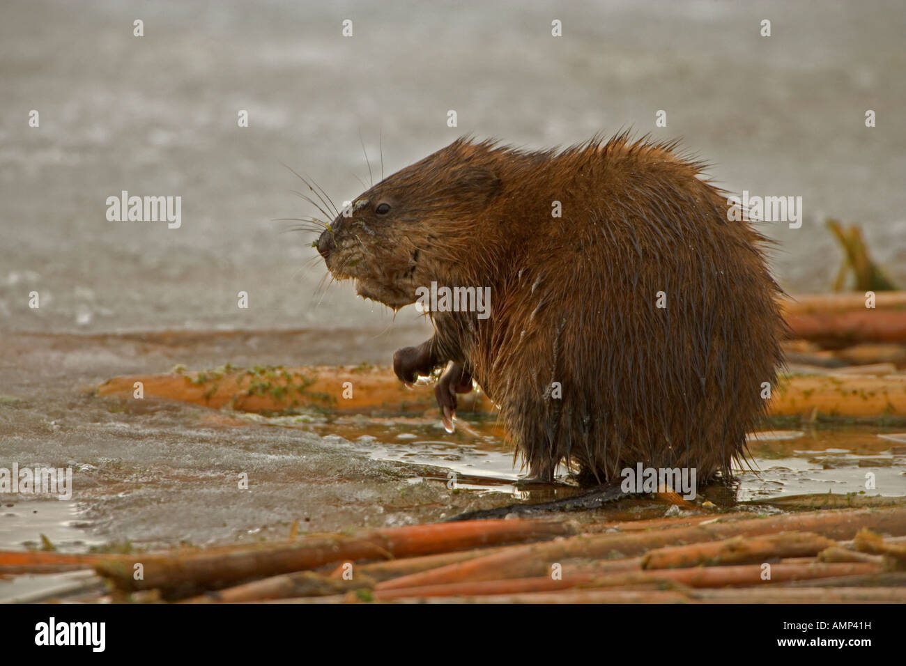 Muskrat on side of lake in upstate New York Stock Photo - Alamy