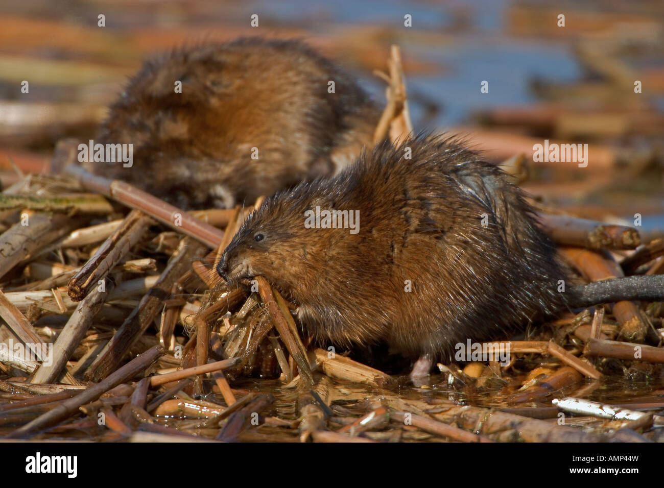 Muskrat on feeding platform on lake in upstate New York Stock Photo - Alamy