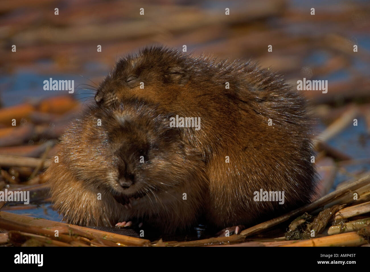 Muskrat on side of lake in upstate New York Stock Photo - Alamy