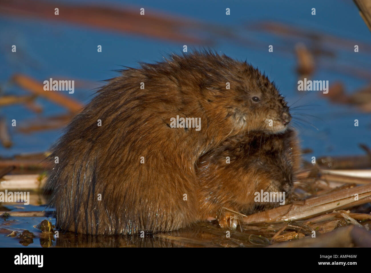 Muskrat on side of lake in upstate New York Stock Photo - Alamy