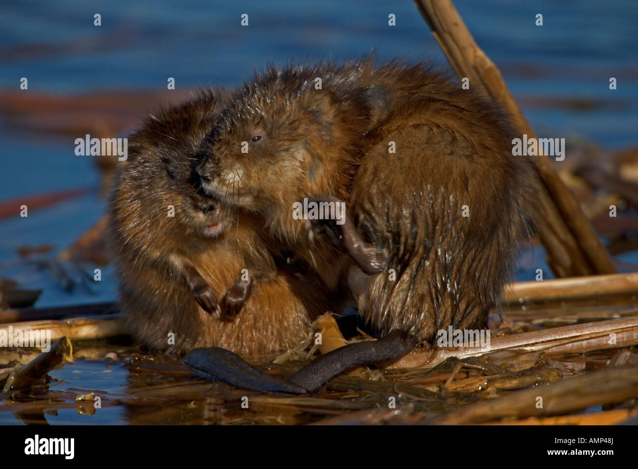 Muskrat on side of lake in upstate New York Stock Photo - Alamy