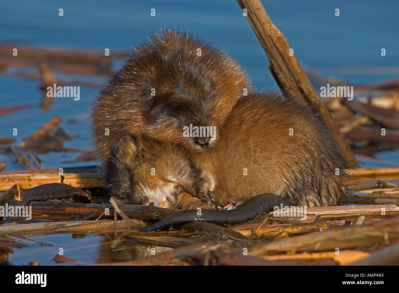 Muskrat on side of lake in upstate New York Stock Photo - Alamy