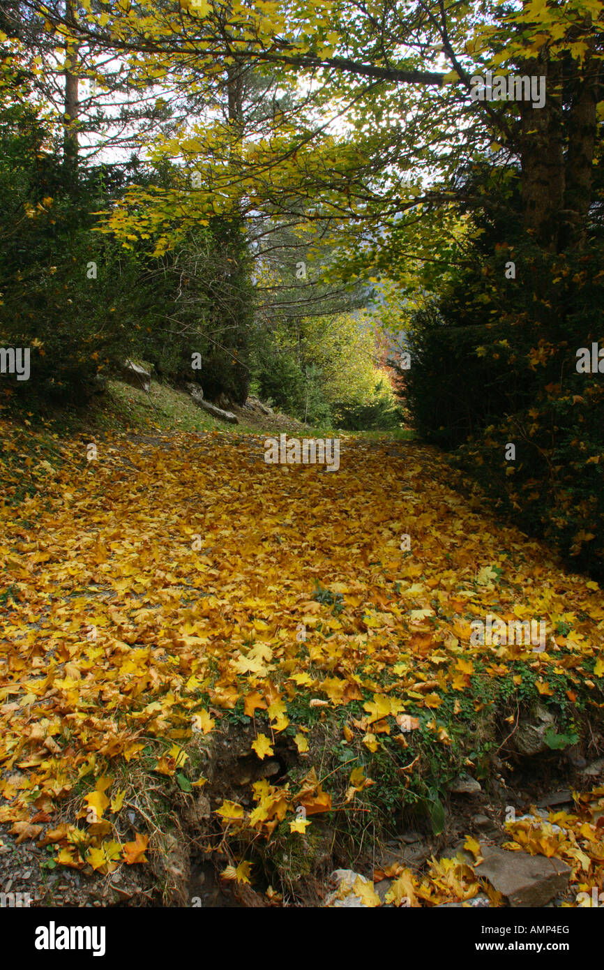 Sycamore Maples, Acer pseudoplatanus. Leaves on ground. Autumn Pyrenees ...