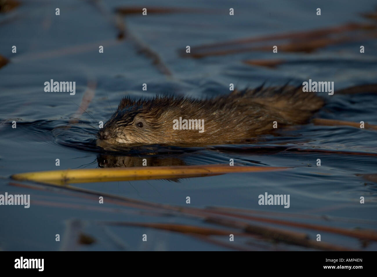 Muskrat swimming in lake in upstate New York Stock Photo - Alamy