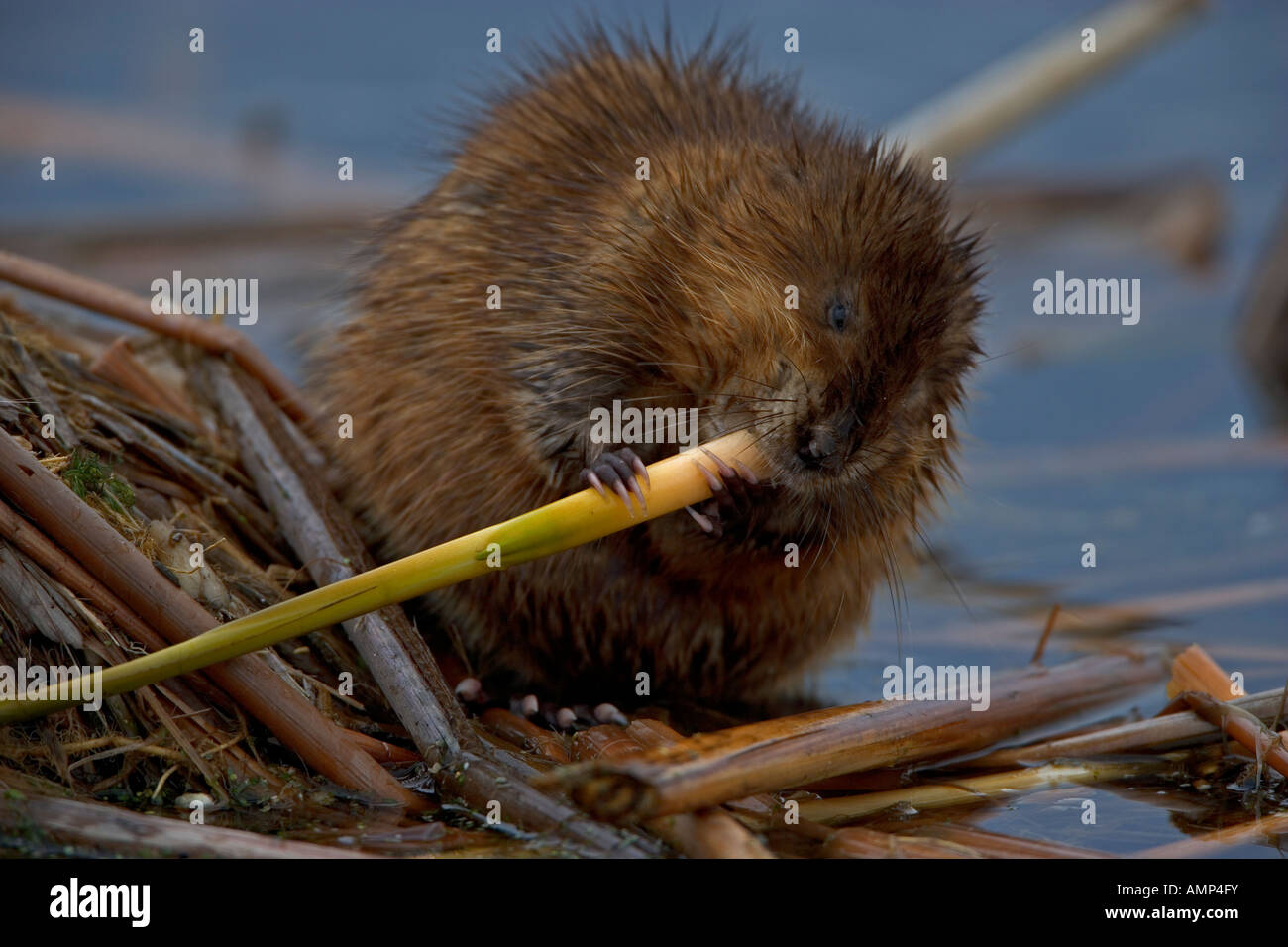 Ohio State Muskrats