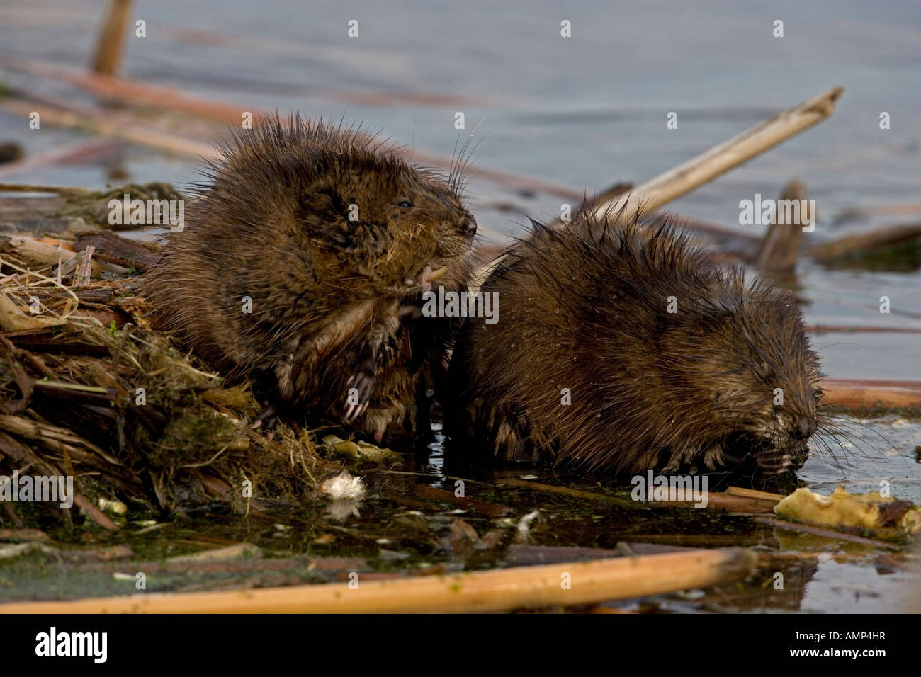 Muskrats on feeding platform New York Stock Photo - Alamy