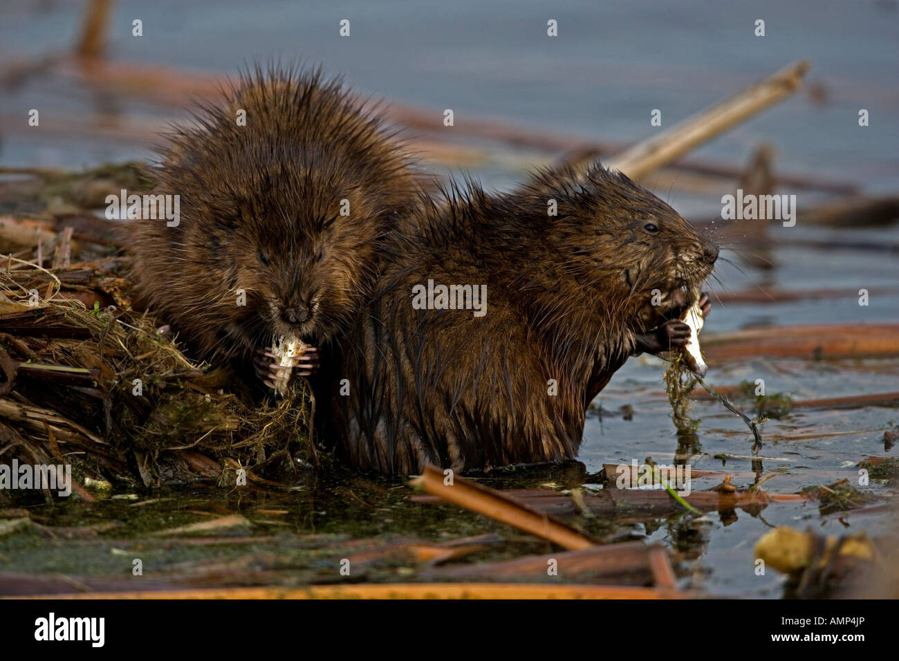 Muskrats eating on feeding platform New York Stock Photo - Alamy