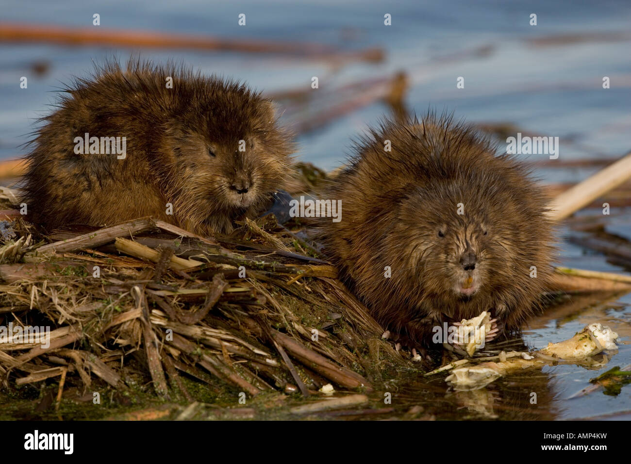 Muskrats on feeding platform New York Stock Photo - Alamy