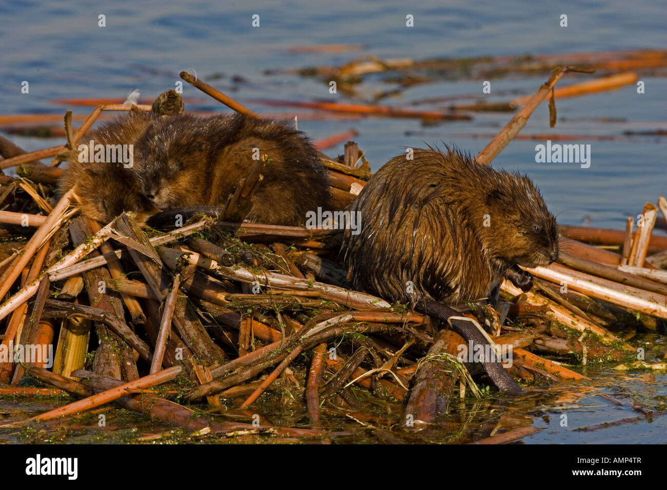 Muskrats by feeding platform New York Stock Photo - Alamy