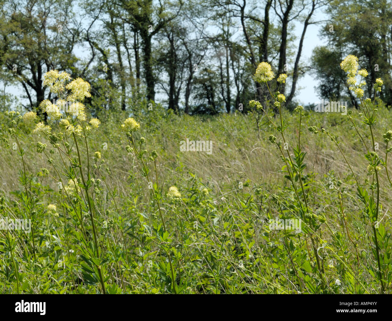 Common Meadow rue Stock Photo - Alamy