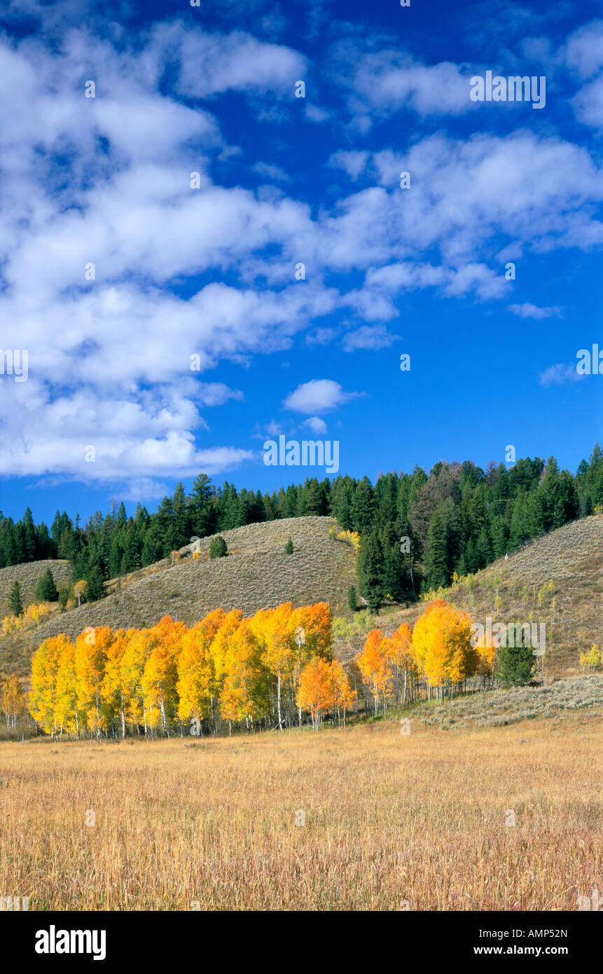 Small grove of trees in a field hi-res stock photography and images - Alamy