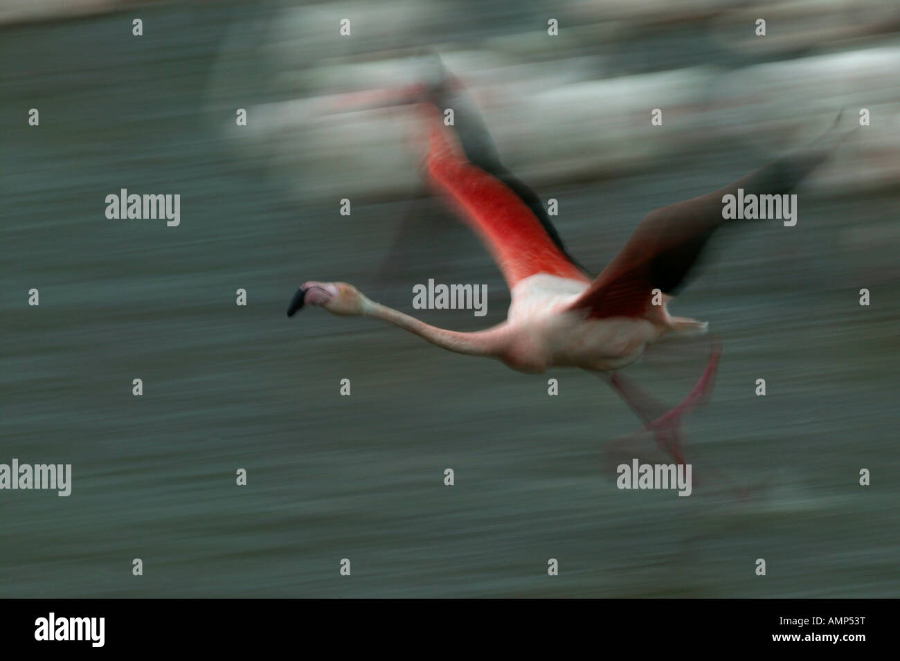 Greater Flamingo In flight France Stock Photo - Alamy