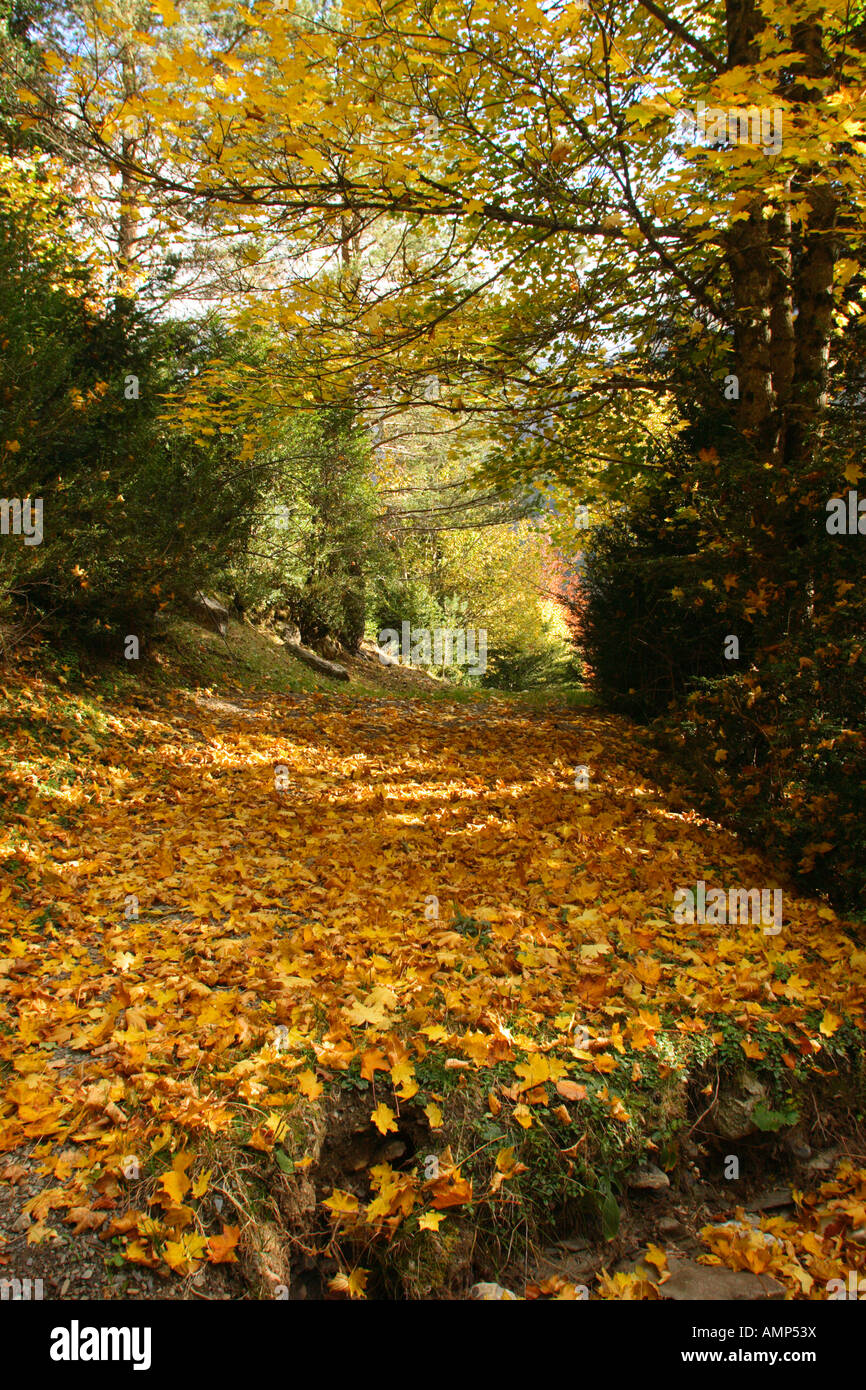 Sycamore Maples, Acer pseudoplatanus. Leaves on ground. Autumn Pyrenees ...