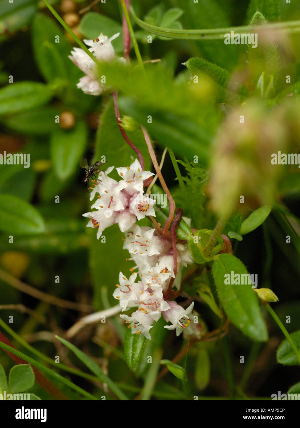 Dodder, Cuscuta epithymum Stock Photo - Alamy