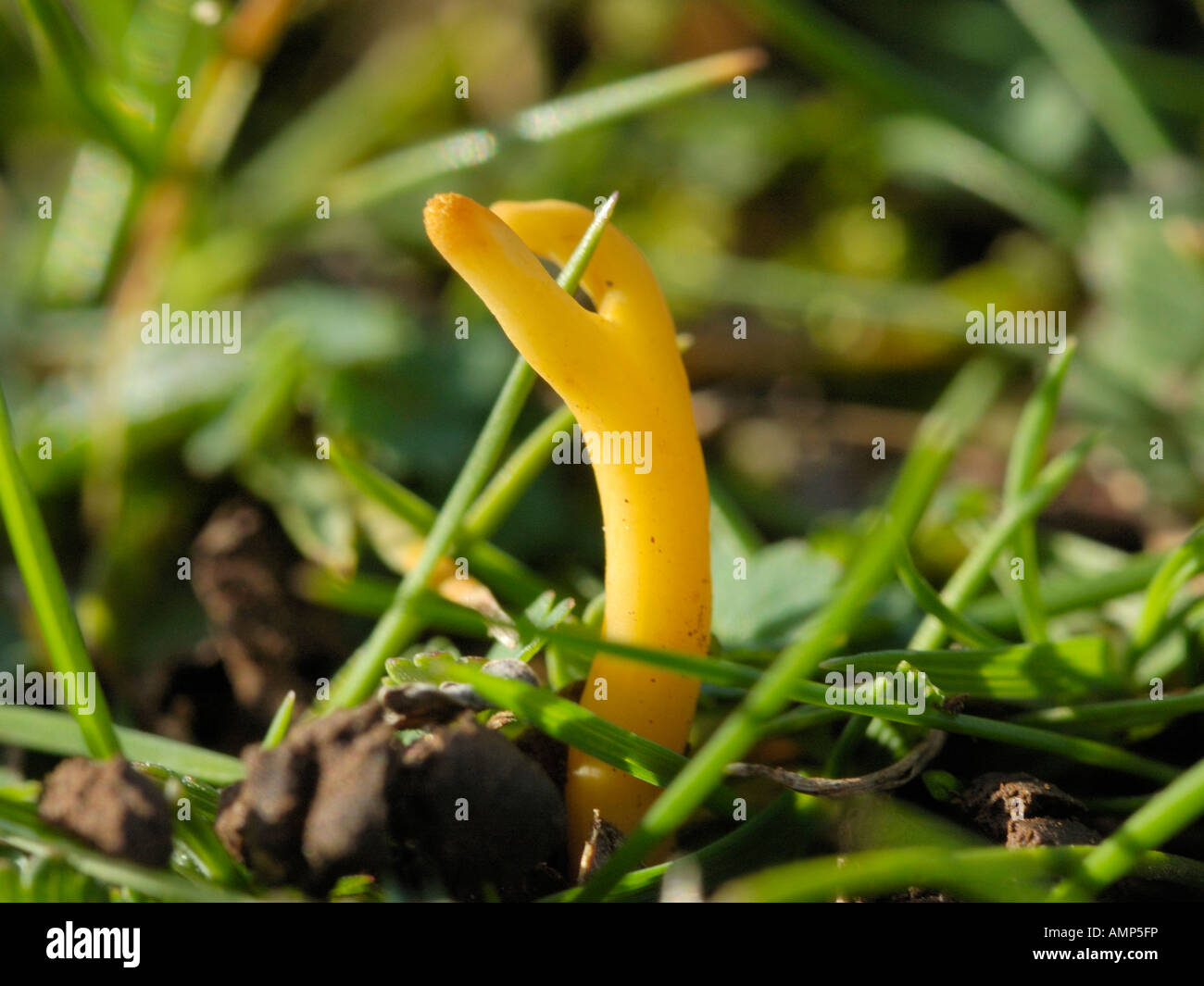 Yellow Club Fungus, clavulinopsis helvola Stock Photo - Alamy