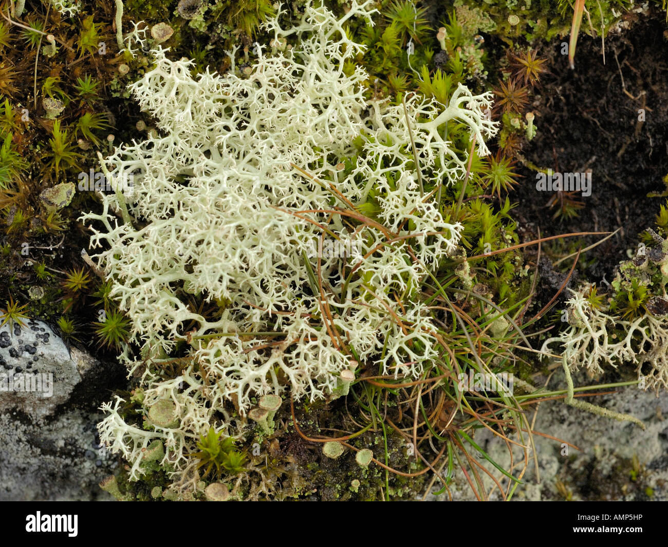 Cladonia portentosa, reindeer lichen Stock Photo - Alamy