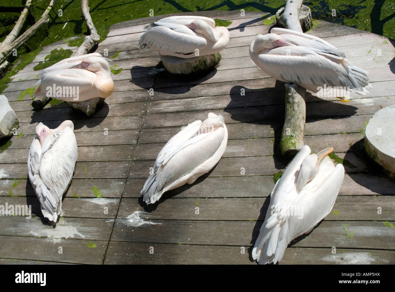 Pelicans sleeping in Wilhelma Zoological and Botanical Gardens ...