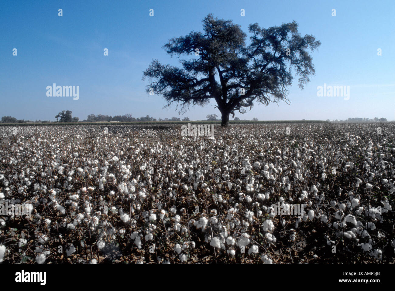 Cotton field and oak tree in California Stock Photo - Alamy